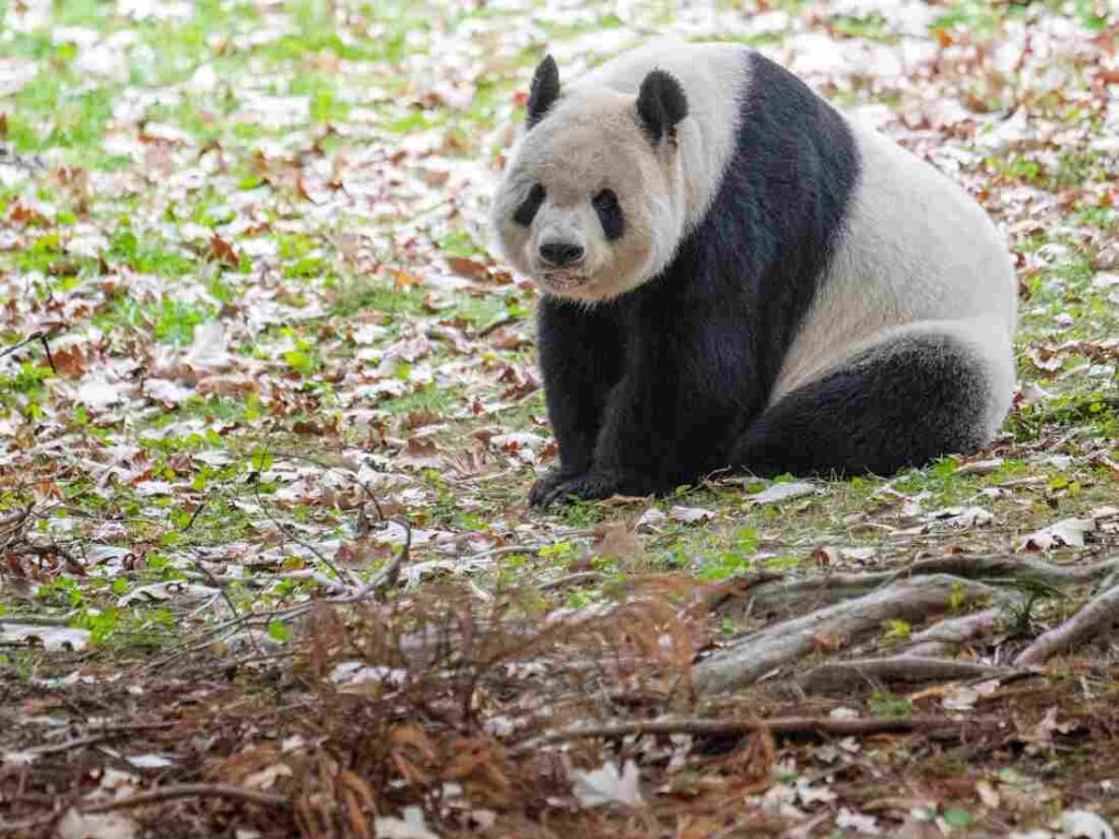 Giant Pandas are returning to D.C.’s National Zoo – The daily exclusives